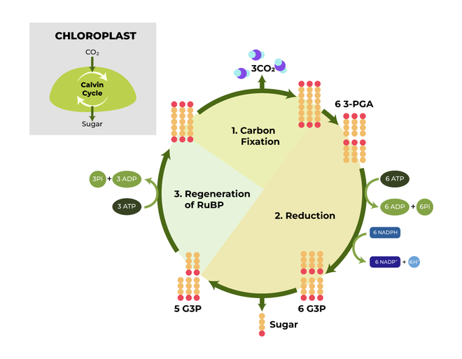 Calvin Cycle Notes Class 11 - GeeksforGeeks
