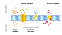 Facilitated Diffusion:: Understanding the Process - GeeksforGeeks
