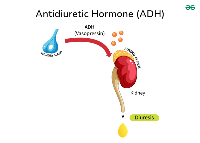 Antidiuretic Hormone (ADH) – Functions, Regulations, Disorders and ...