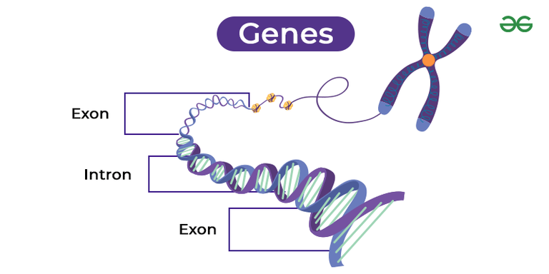 Difference Between Chromosome and Gene - GeeksforGeeks