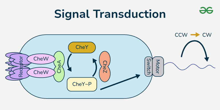 Bacterial Chemotaxis: Mechanisms and Ecological Significance ...