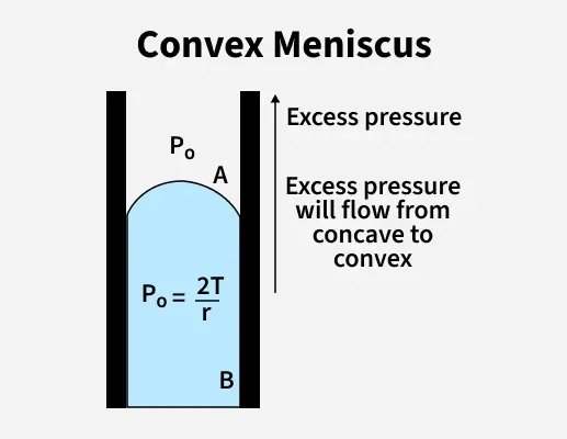 Capillary Action - GeeksforGeeks
