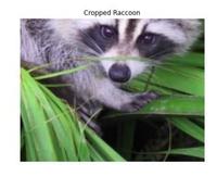 Image Processing with SciPy and NumPy in Python - GeeksforGeeks