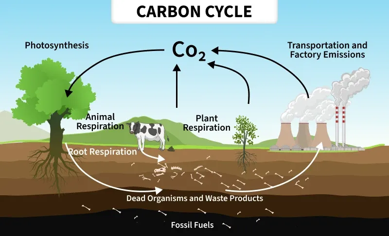 Role of Prokaryotes in Ecosystems - GeeksforGeeks