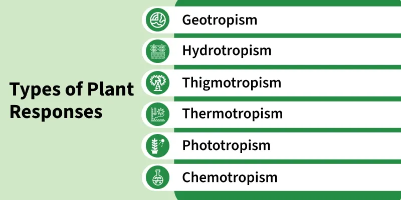 Plant Sensory Systems and Responses - GeeksforGeeks