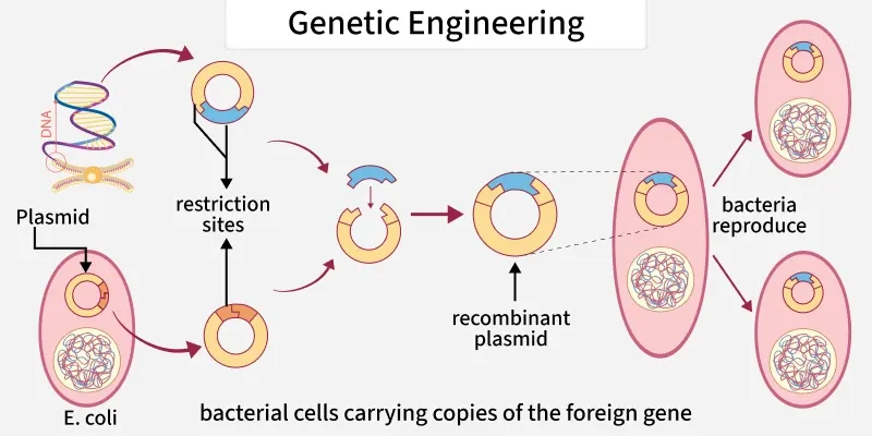 Genetic Engineering - GeeksforGeeks