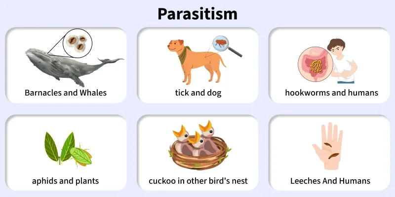 Symbiosis and Symbiotic Relationship - GeeksforGeeks