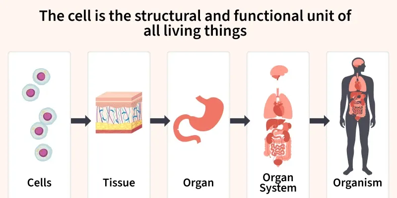 cell theory examples