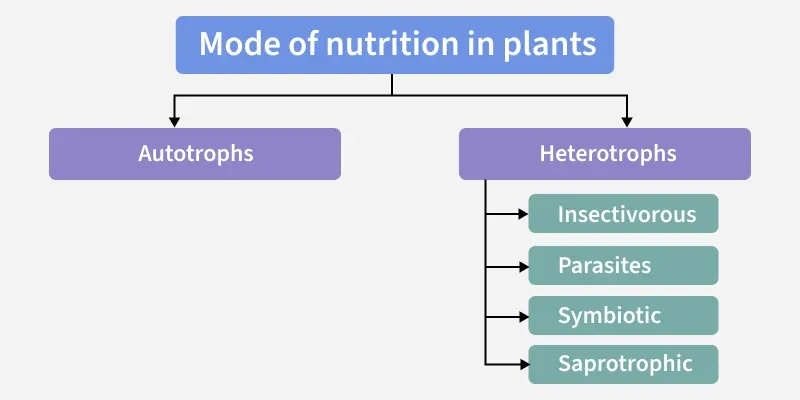 Nutrition In Plants - GeeksforGeeks