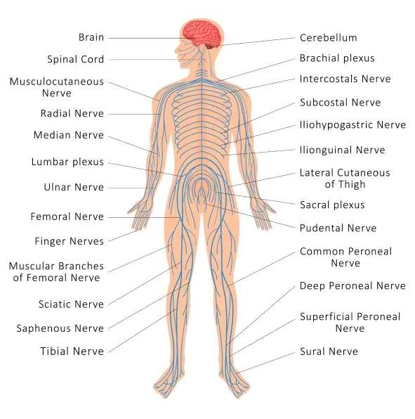 Human Nervous System - GeeksforGeeks