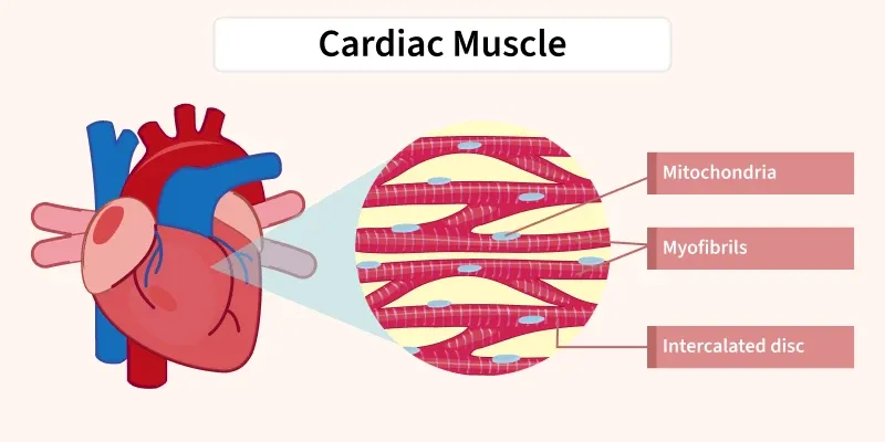 Muscular Tissue - GeeksforGeeks