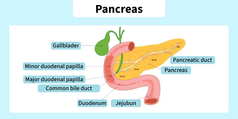 Endocrine System - GeeksforGeeks
