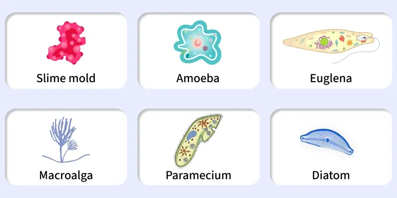 Kingdom Protista - GeeksforGeeks