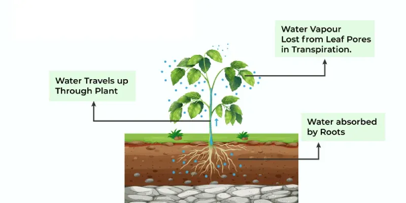 Transpiration - GeeksforGeeks