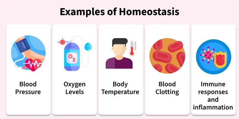 Homeostasis - GeeksforGeeks