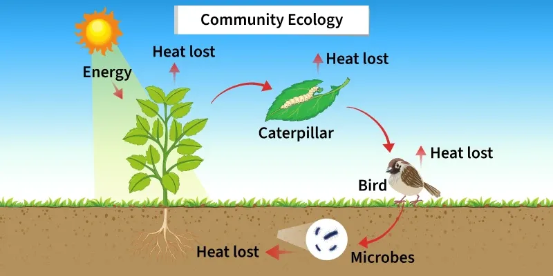 Community Ecology - GeeksforGeeks