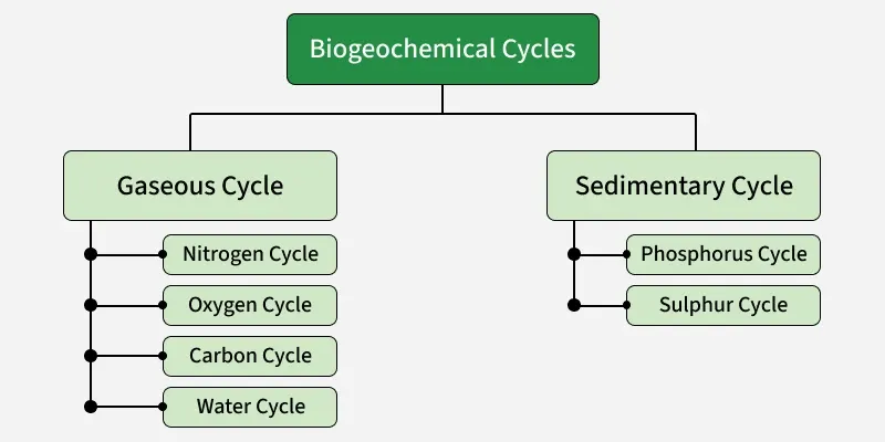 Biogeochemical Cycles - GeeksforGeeks