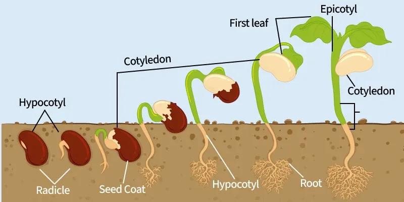 Reproduction in Plants - GeeksforGeeks