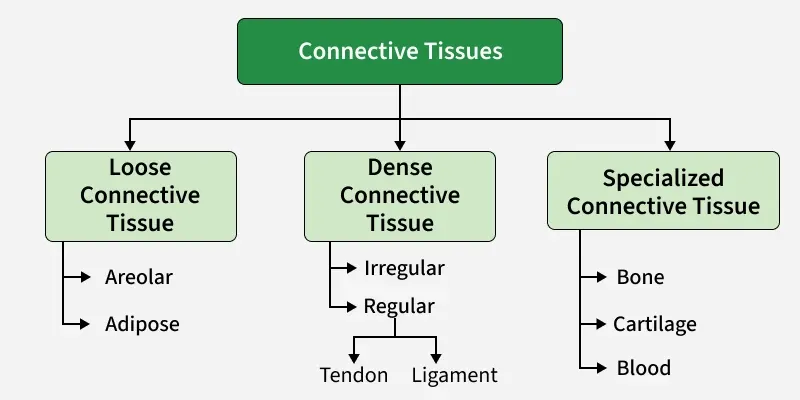 Connective Tissue - GeeksforGeeks