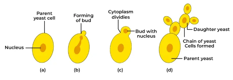 Reproduction in Plants - GeeksforGeeks