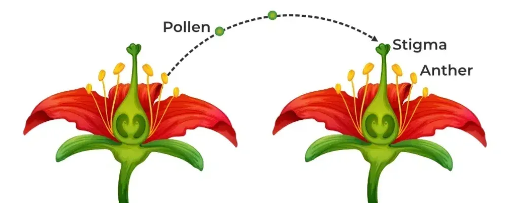 Reproduction in Plants - GeeksforGeeks