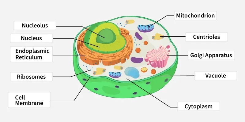 Plant Cell - GeeksforGeeks