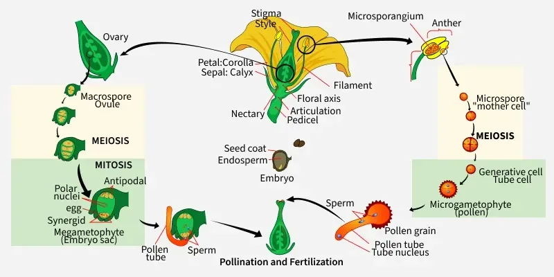 Angiosperms - GeeksforGeeks