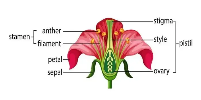 Angiosperms - GeeksforGeeks