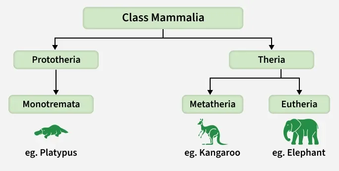 Class Mammalia - GeeksforGeeks