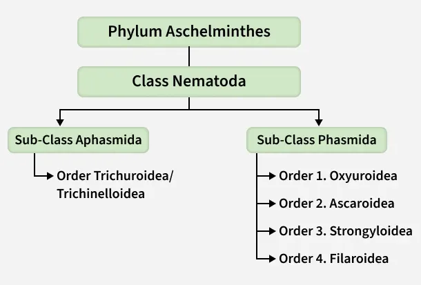 Phylum Aschelminthes - GeeksforGeeks