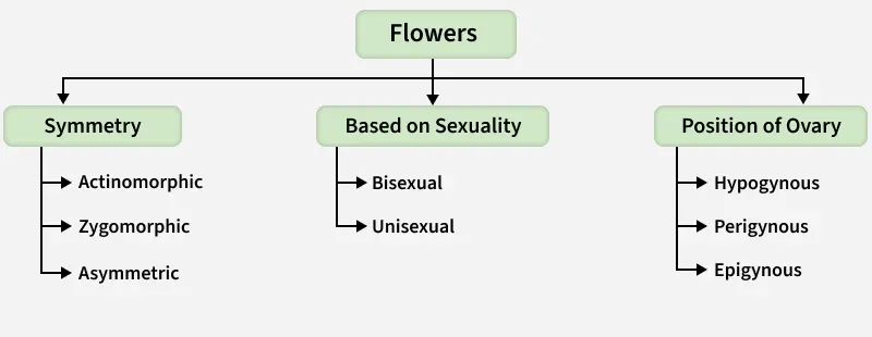 Morphology of Flowering Plants - GeeksforGeeks