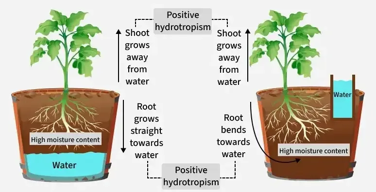 Plant Sensory Systems and Responses - GeeksforGeeks
