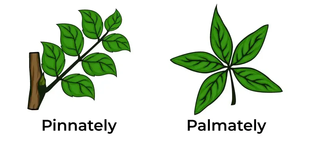 Morphology of Flowering Plants - GeeksforGeeks