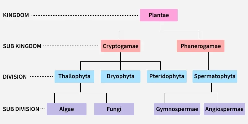 Five Kingdom Classification - GeeksforGeeks