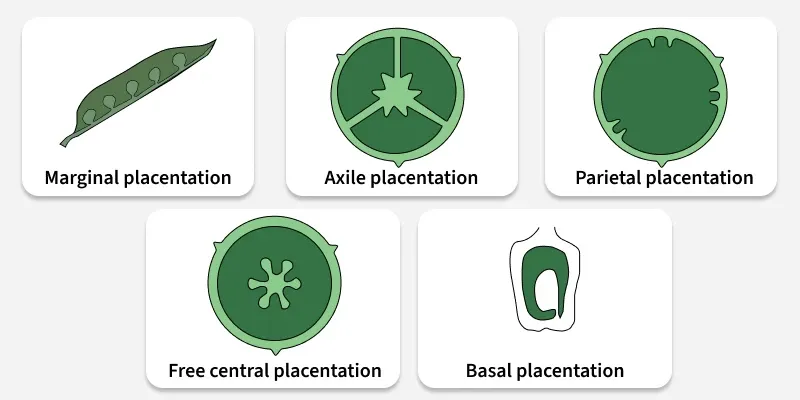 Semi Technical Description of a Flowering Plant - GeeksforGeeks