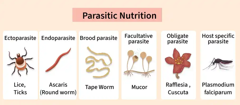 Heterotrophic Nutrition - GeeksforGeeks