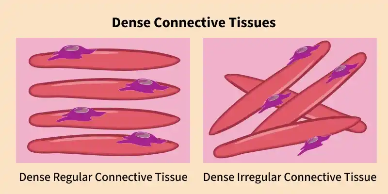Connective Tissue - GeeksforGeeks