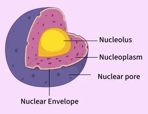 Plant Cell - GeeksforGeeks