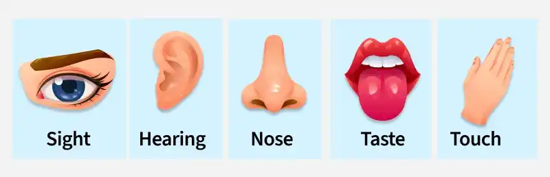 Diagram of Human Organs - GeeksforGeeks