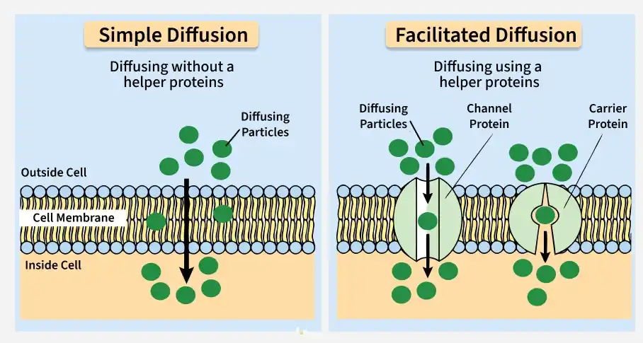 Osmosis and Diffusion - GeeksforGeeks