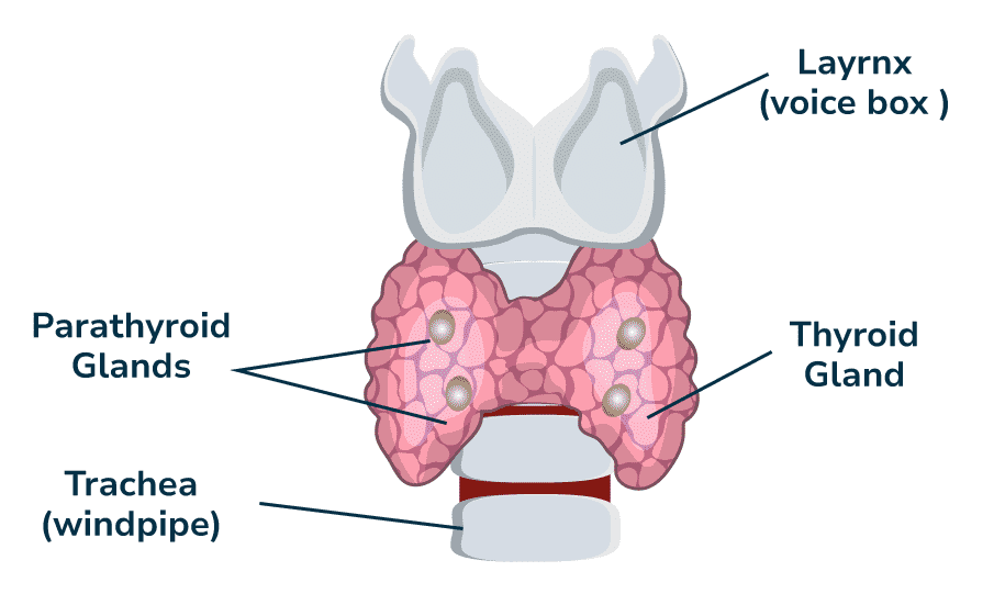 Endocrine System - GeeksforGeeks