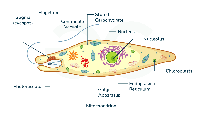 Euglenoid - GeeksforGeeks