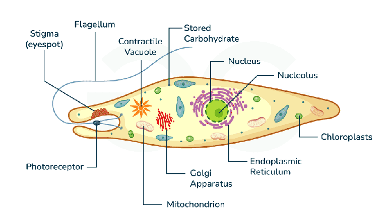 Euglenoid - GeeksforGeeks