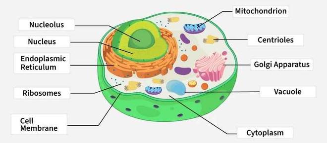Diagram of Animal Cell - GeeksforGeeks