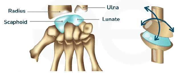 Types of Joints - GeeksforGeeks