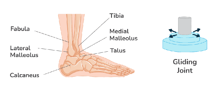 Types of Joints - GeeksforGeeks