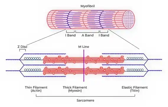 Sliding Filament Theory - GeeksforGeeks
