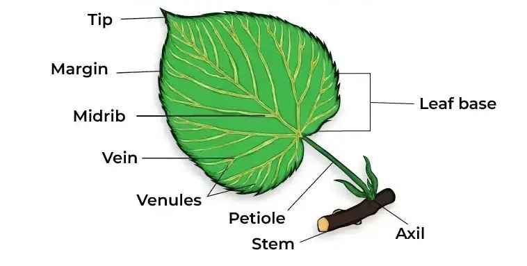 Semi Technical Description of a Flowering Plant - GeeksforGeeks
