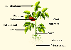 Semi Technical Description of a Flowering Plant - GeeksforGeeks