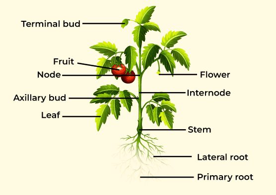 Semi Technical Description of a Flowering Plant - GeeksforGeeks